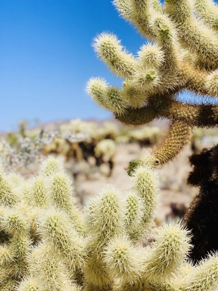 Joshua Tree National Park: The Perfect 1-Day Itinerary