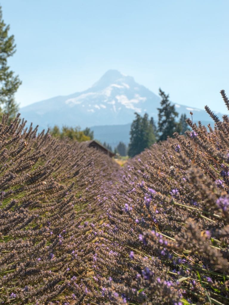 16 Top Things To Do In The Columbia River Gorge For A Perfect Day Trip