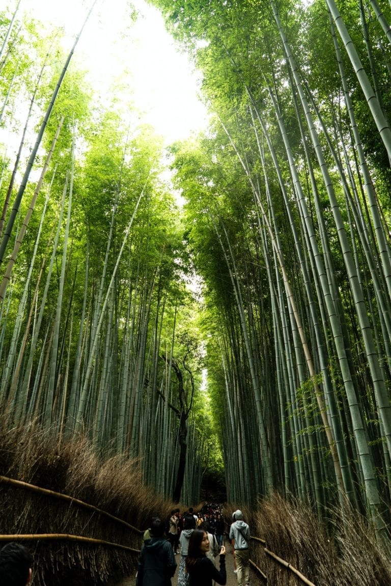 2 Days In Kyoto: The Ultimate Kyoto Highlights Itinerary