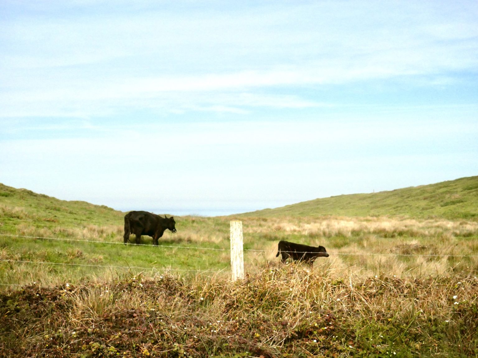 Point Reyes Day Trip Itinerary: The Perfect Weekend Adventure