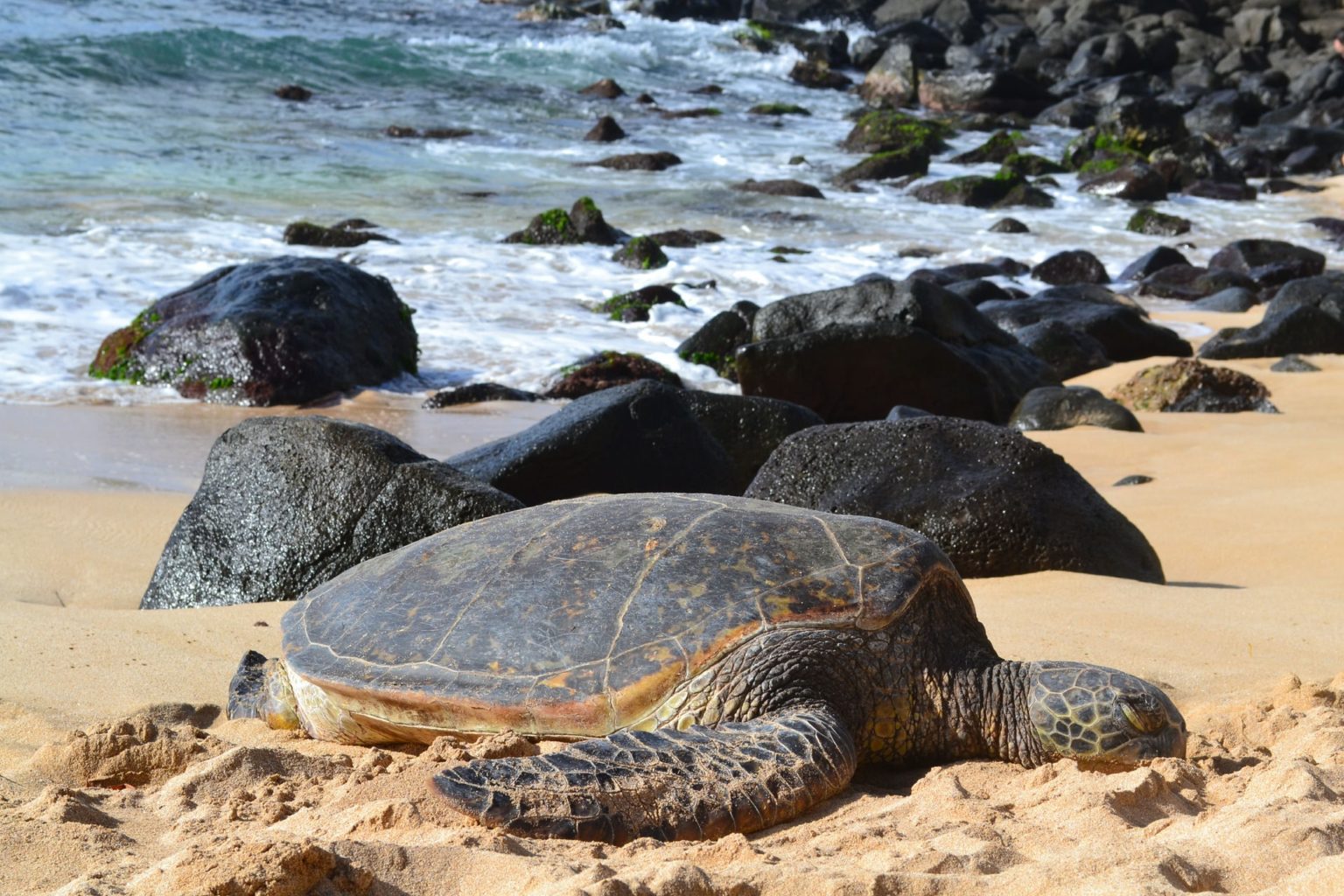 Oahu's North Shore: 12 Stops For A Perfect Day Trip Itinerary