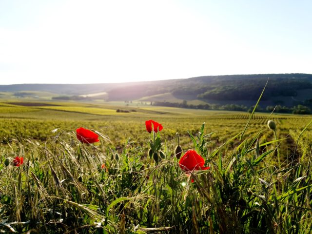 16 Fantastic Day Trips from Paris by Train