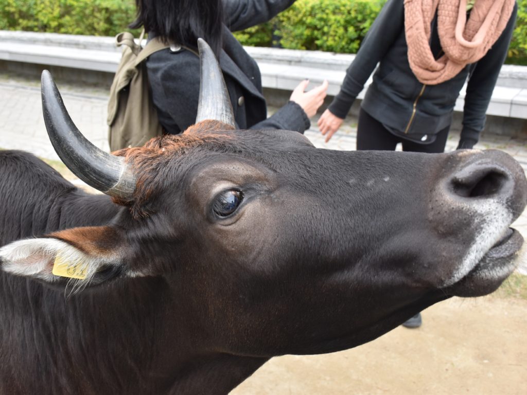 The Perfect Lantau Island Day Trip Itinerary: 6 Stops You Can't Miss