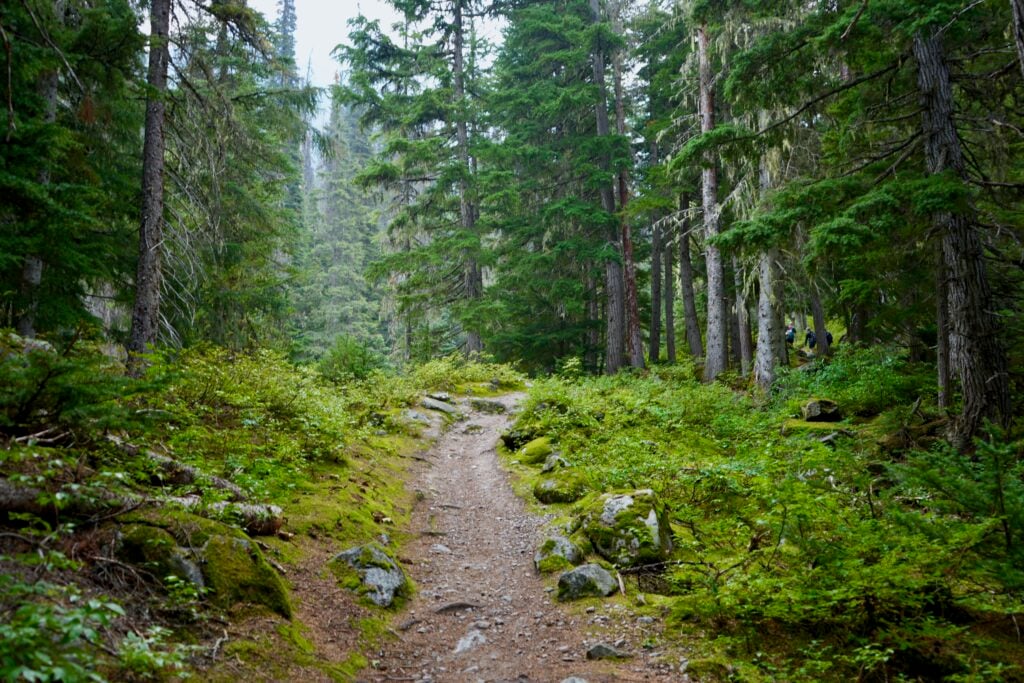 Great Glacier Trail: The Most Epic Hike In Glacier National Park Of Canada