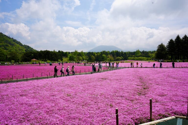 Fuji Shibazakura Festival: Your Guide To This Must-Do Event In ...